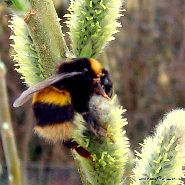 Mammoth Willow, Growers of willow for planting